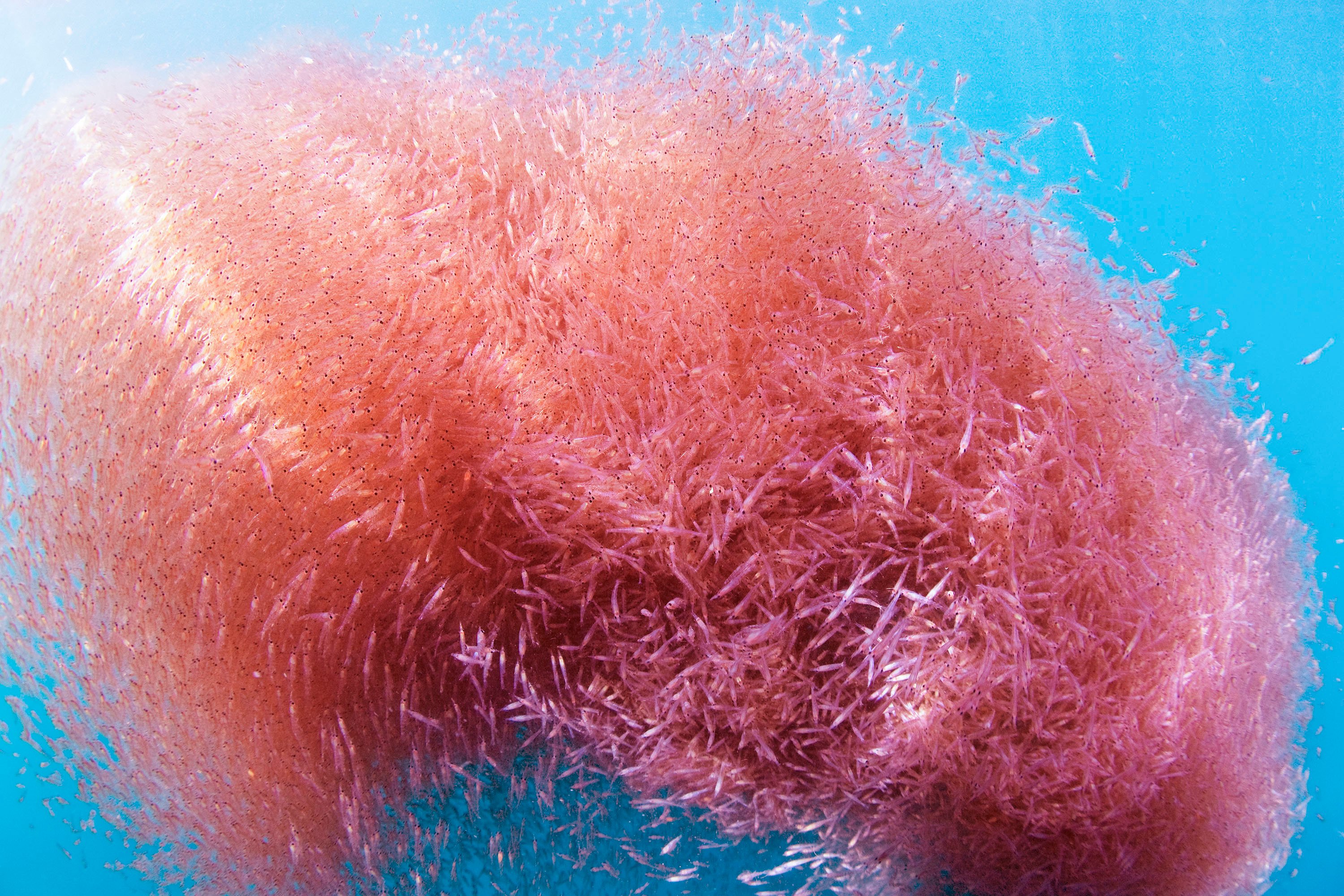 A healthy biomass of krill ensures a steady and stable supply