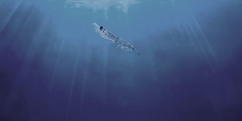 Unlocking the Power of Krill Oil: 7 Key Advantages of Krill Oil for ...