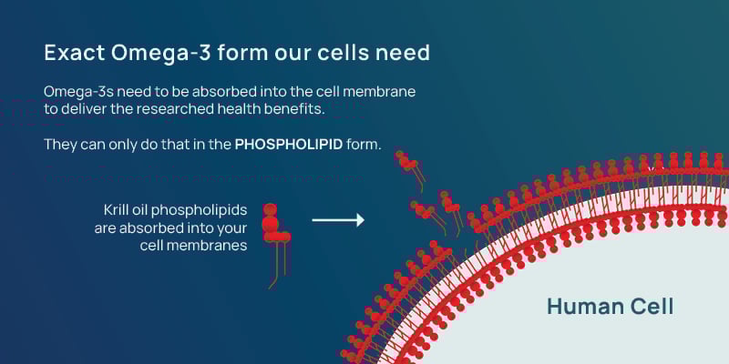 Unlocking the Power of Krill Oil: 7 Key Advantages of Krill Oil for ...