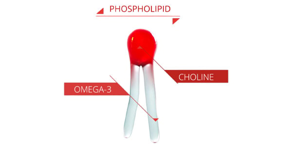 The unique benefits of krill oil phospholipids for cognitive health