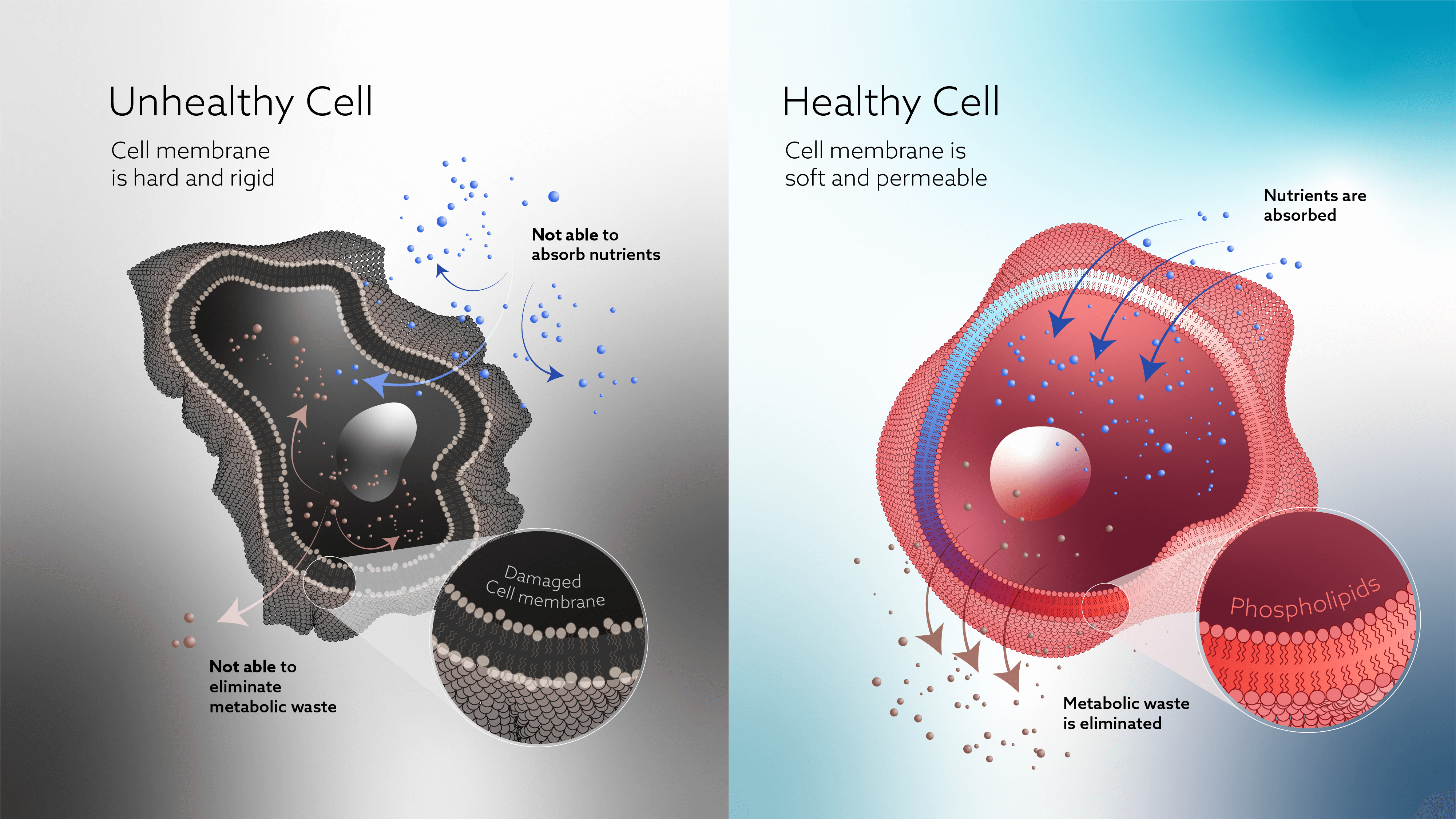 Healthy cells equal a healthy body