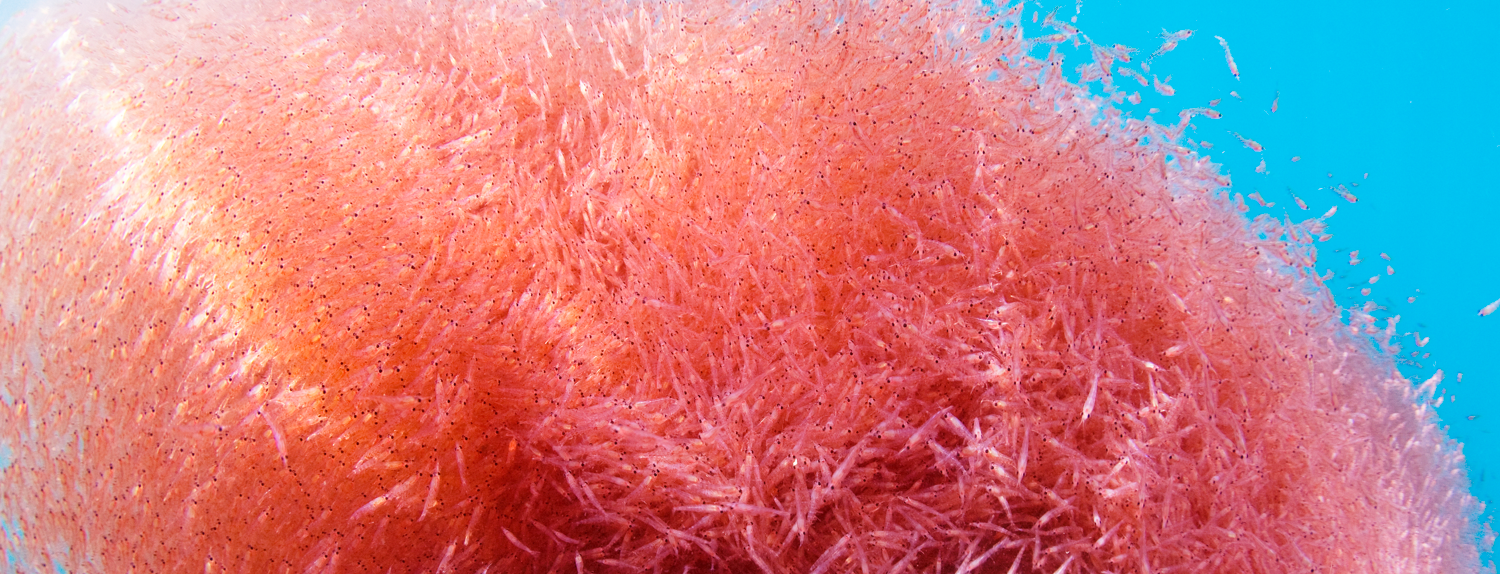 Everything you need to know about krill