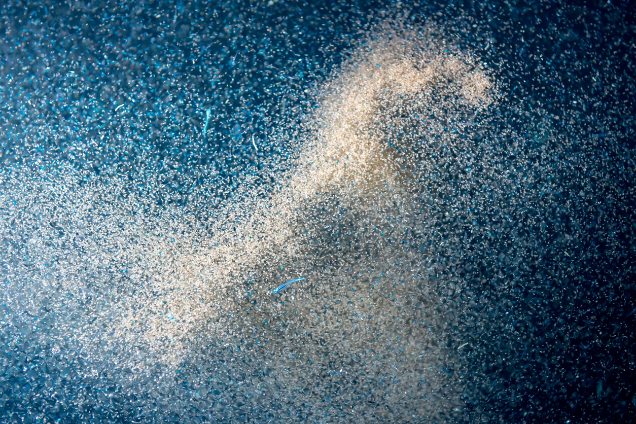 5 Things You Probably Didn't Know About Krill